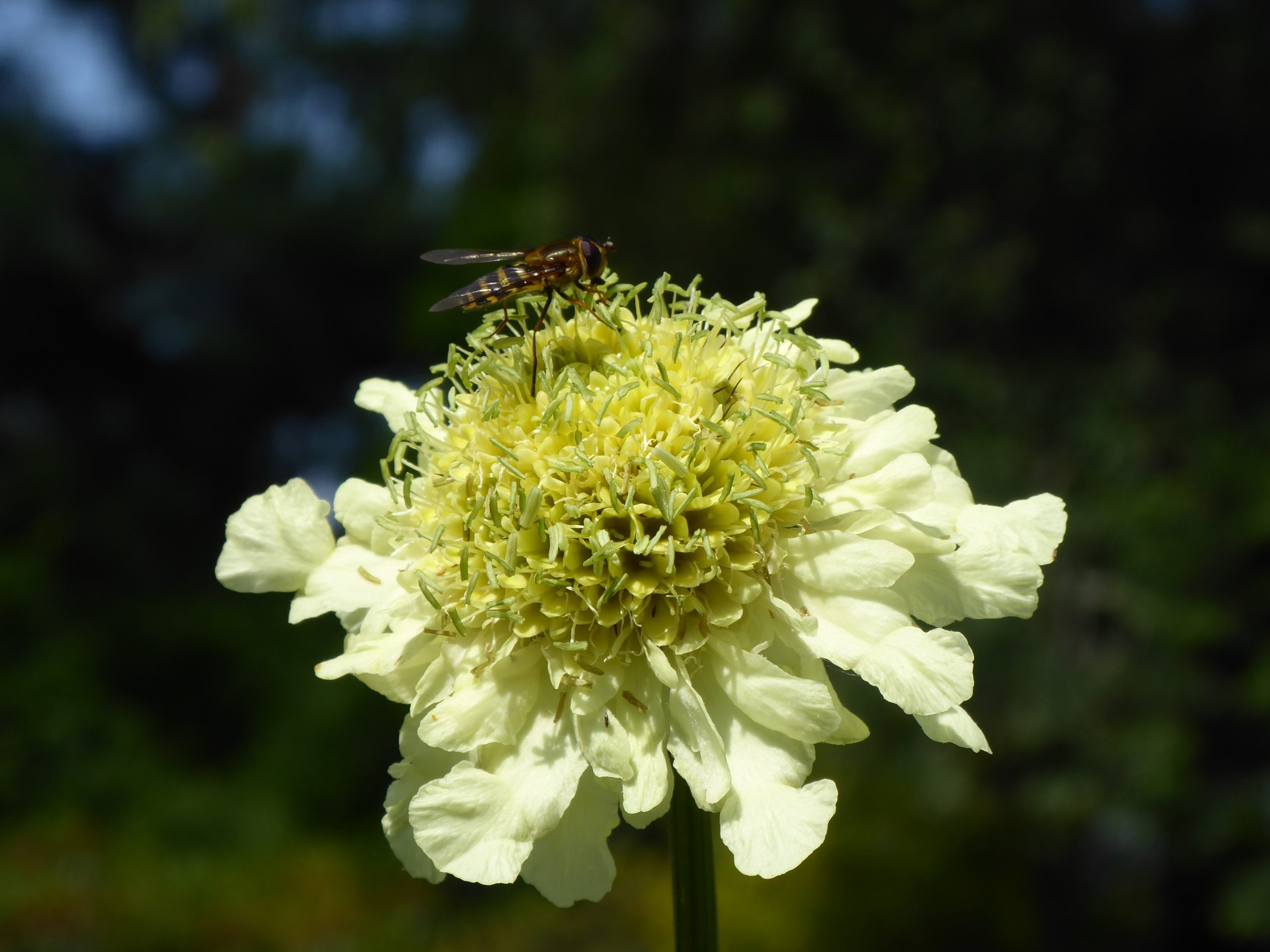 The Making of a Bee Bed - RePollinate
